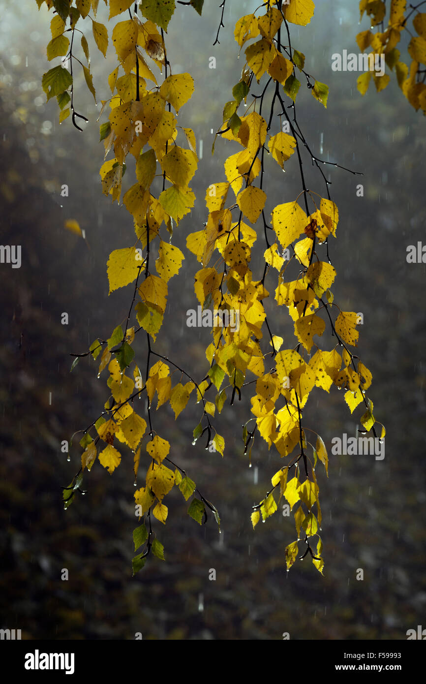 Tree yellow leaves under rain hi-res stock photography and images - Alamy