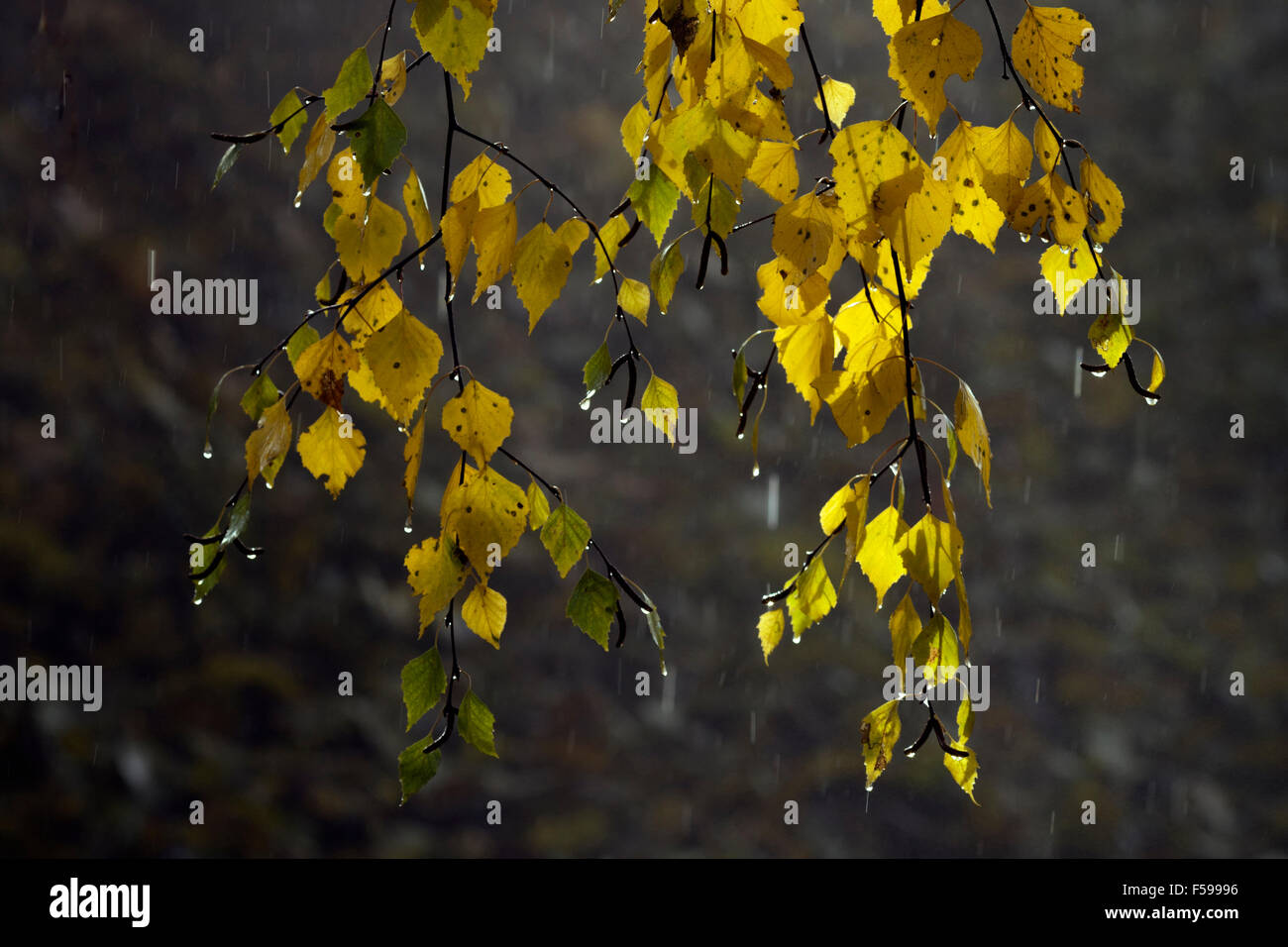 Green leaves under rain hi-res stock photography and images - Alamy