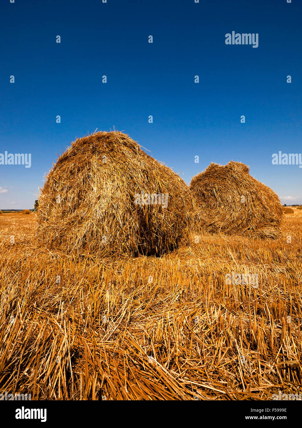 stack of straw in the field Stock Photo - Alamy