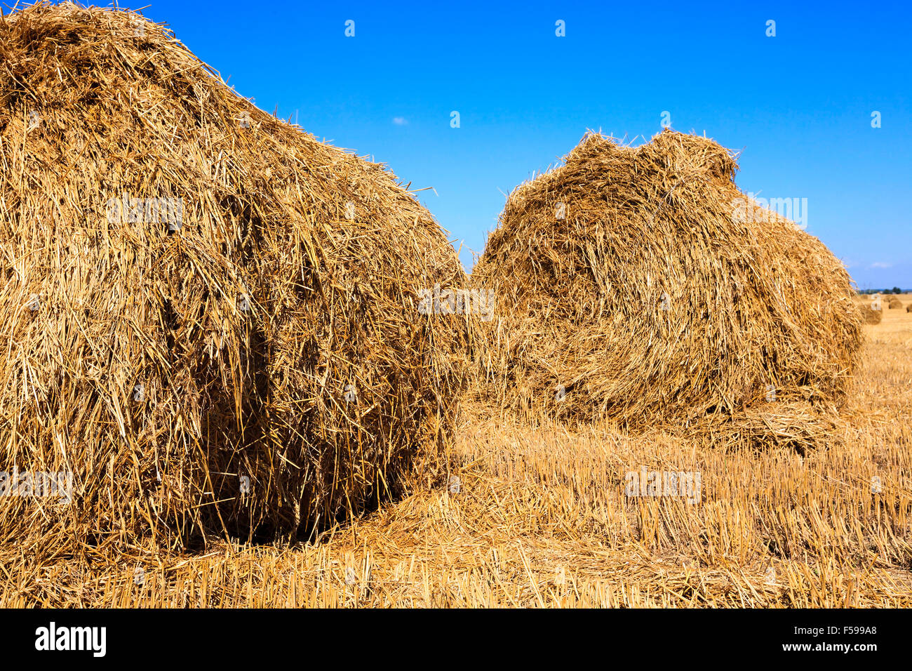 stack of straw in the field Stock Photo - Alamy