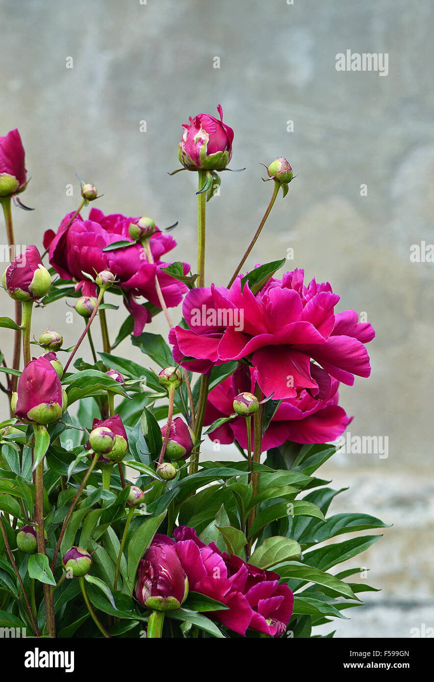 Burgundy peonies hi-res stock photography and images - Alamy