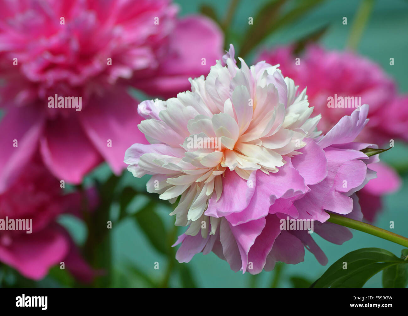 Flowering light pink peony Stock Photo - Alamy