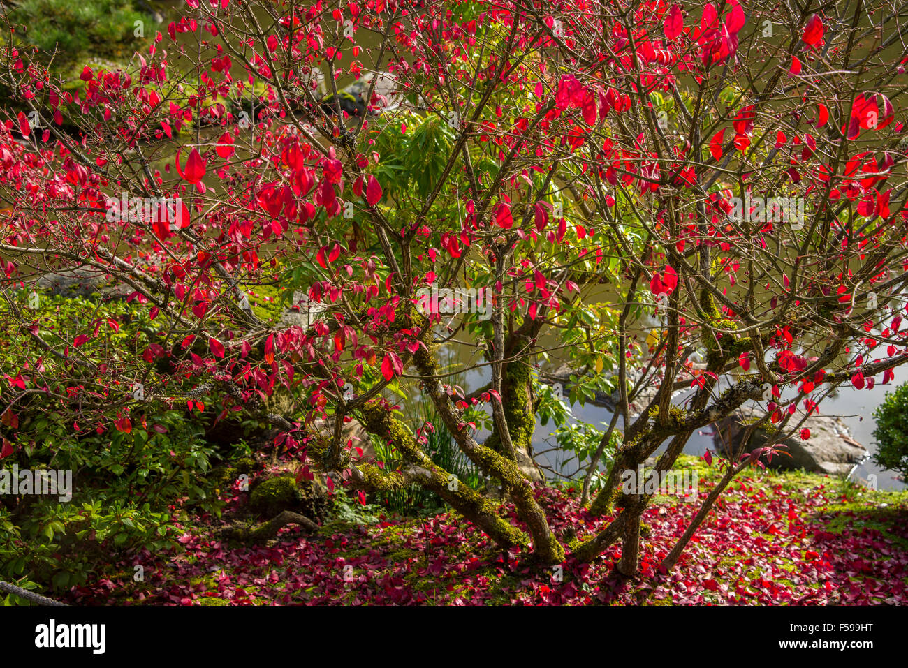 Washington Park Arboretum High Resolution Stock Photography and Images ...