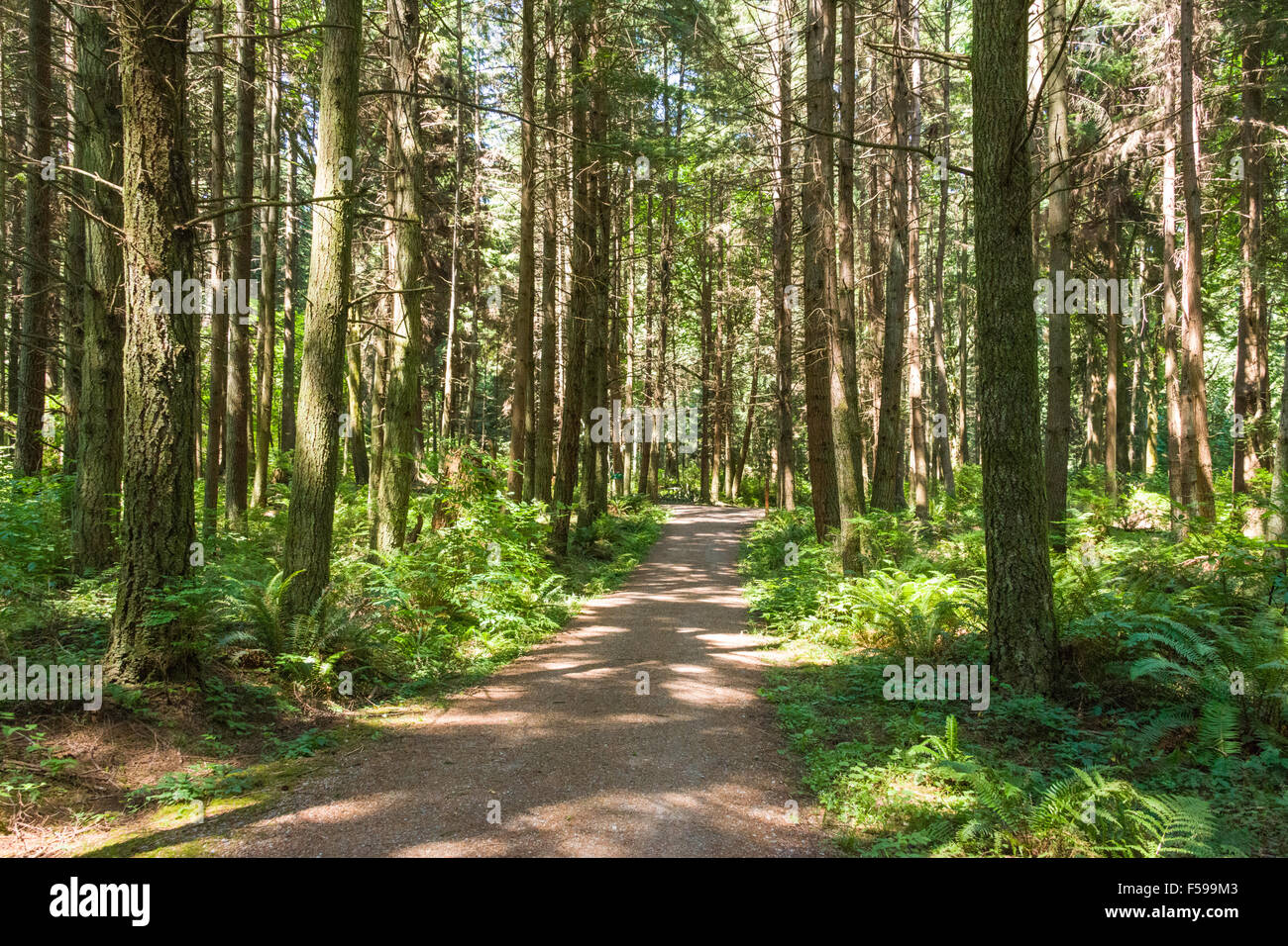 Forest trail in the interior of Stanley Park, Vancouver, BC, Canada ...