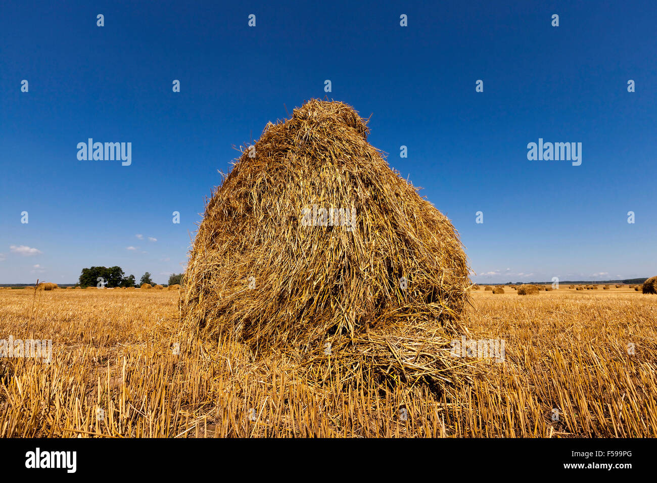 haystacks straw . harvesting Stock Photo - Alamy