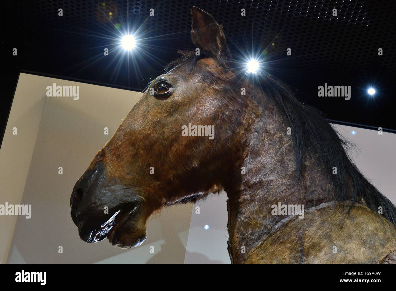 The once favourite horse of Duke Albrecht of Wallenstein is assessed by ...