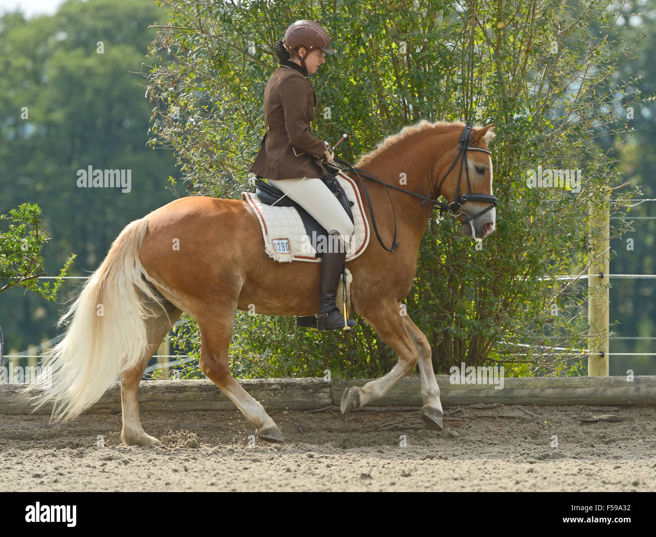 Dressage Horse Cantering