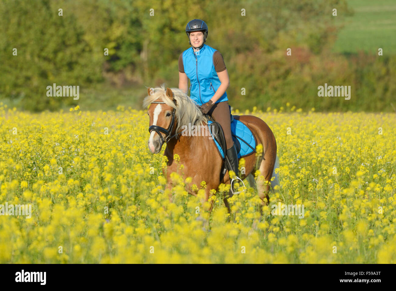 Rider on Haflinger horse riding between two mustard fields Stock Photo ...