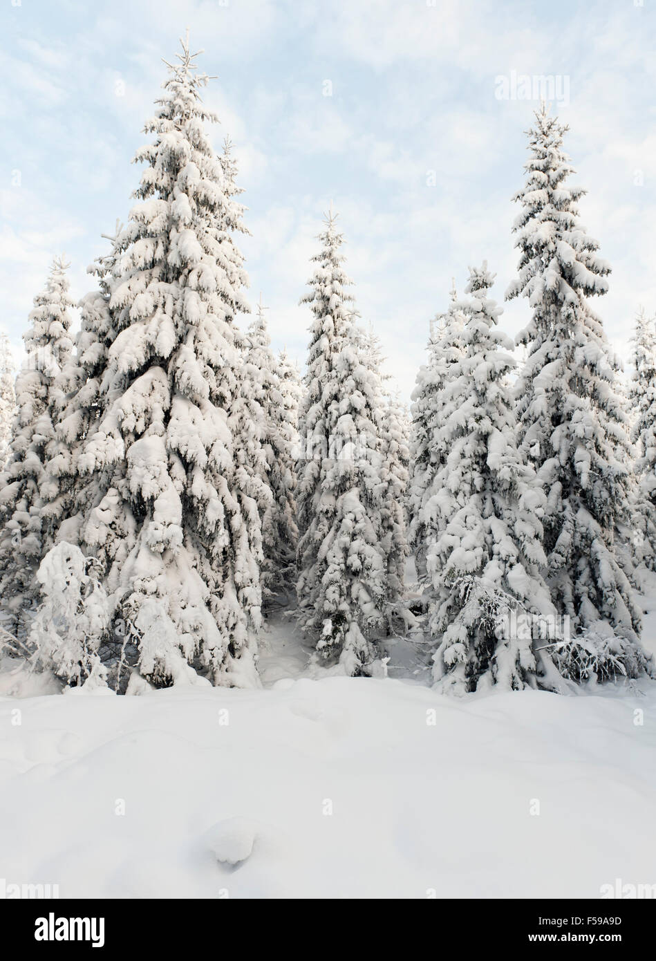 Snow-capped forest. Sweden Stock Photo - Alamy