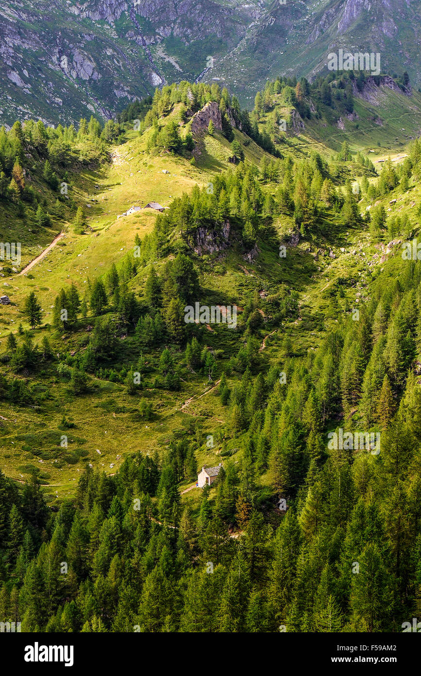Italy Piedmont Alpe Devero Natural park, forest Stock Photo - Alamy
