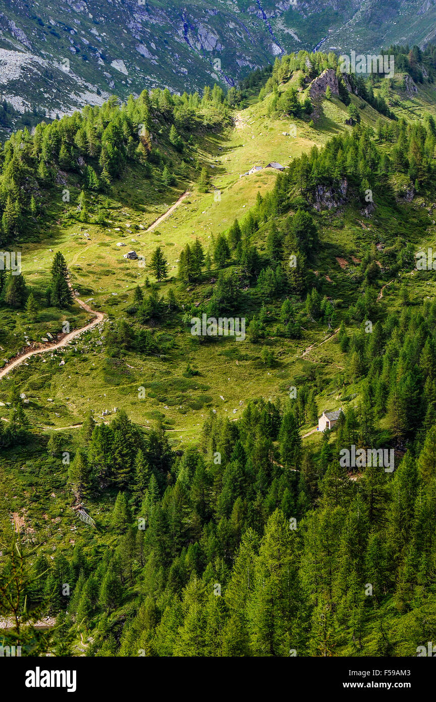 Italy Piedmont Alpe Devero Natural park, forest Stock Photo - Alamy