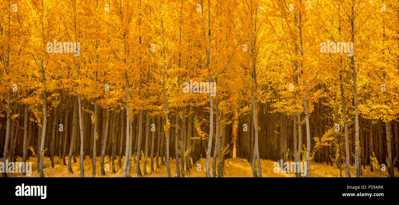 Hybrid poplar tree hi-res stock photography and images - Alamy