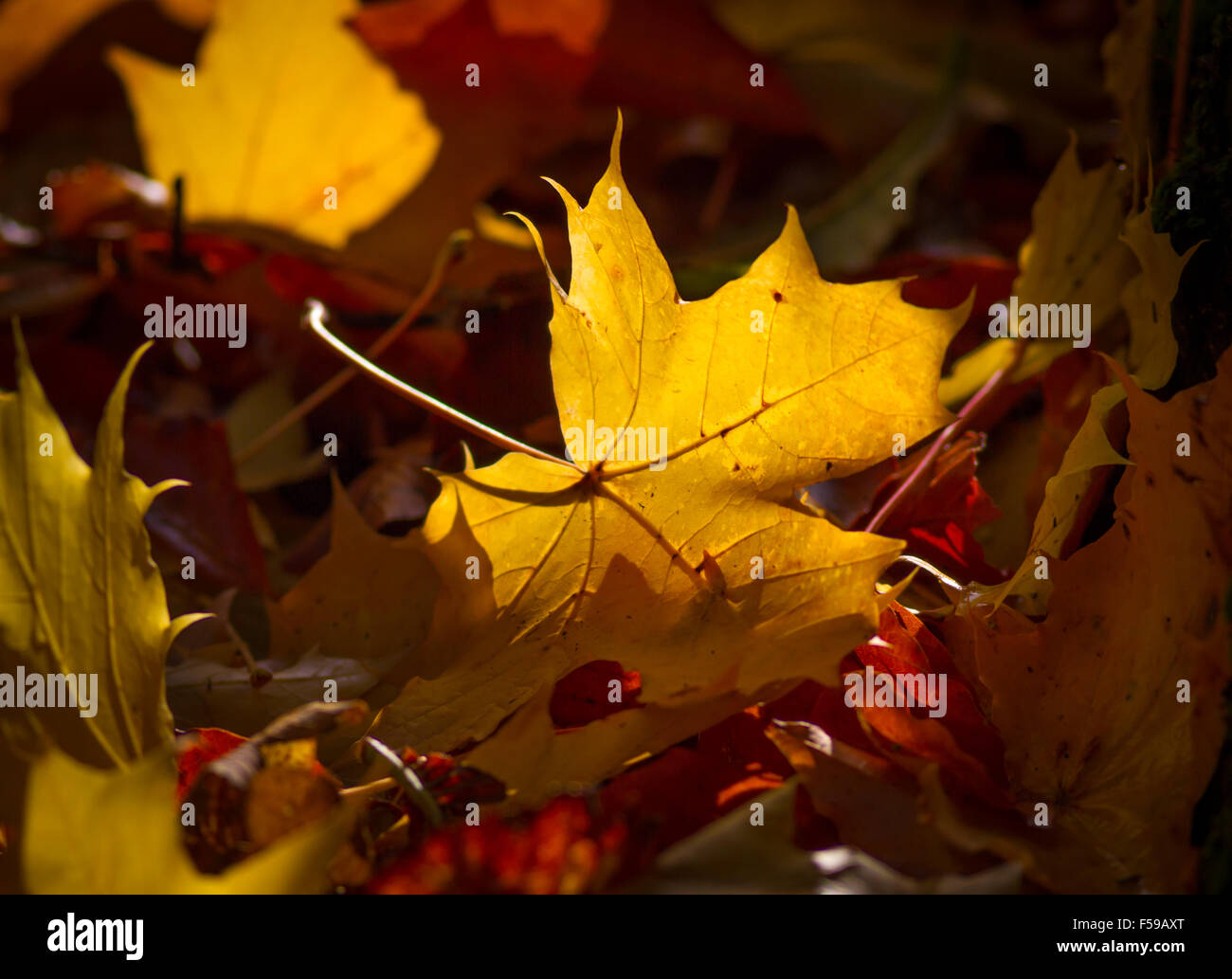 Fallen sycamore leaf catching the sunlight like flames. Autumn Stock ...