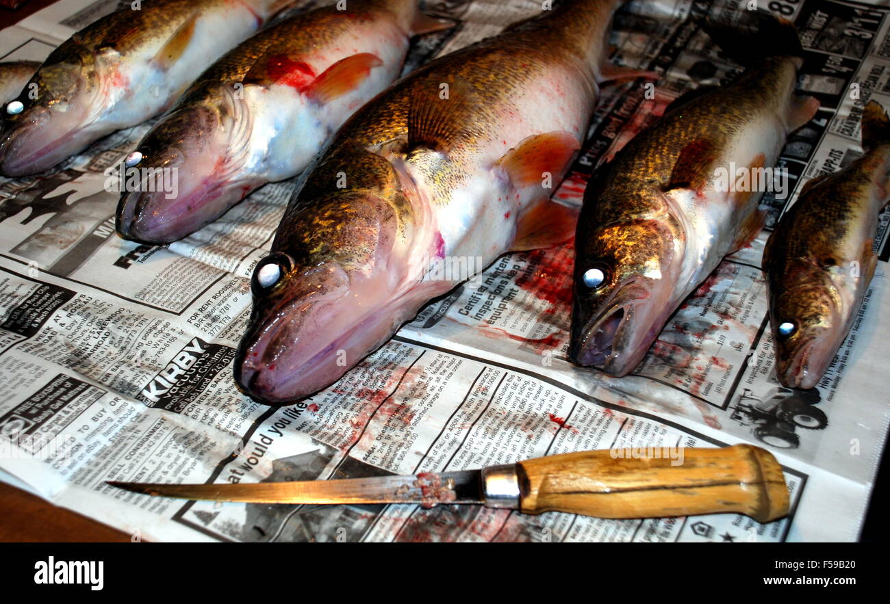 Dead pike hi-res stock photography and images - Alamy