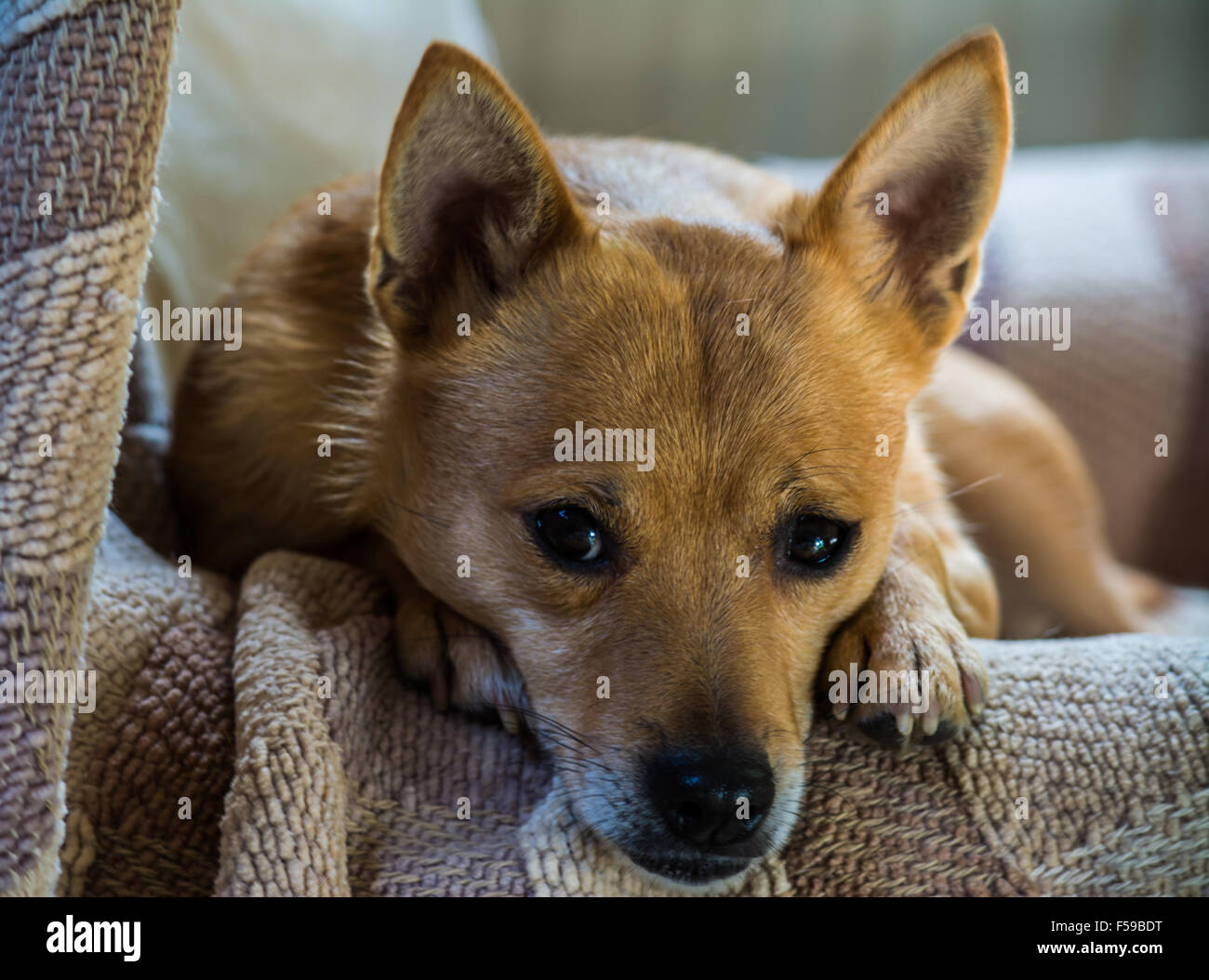 Foxy russell hi-res stock photography and images - Alamy