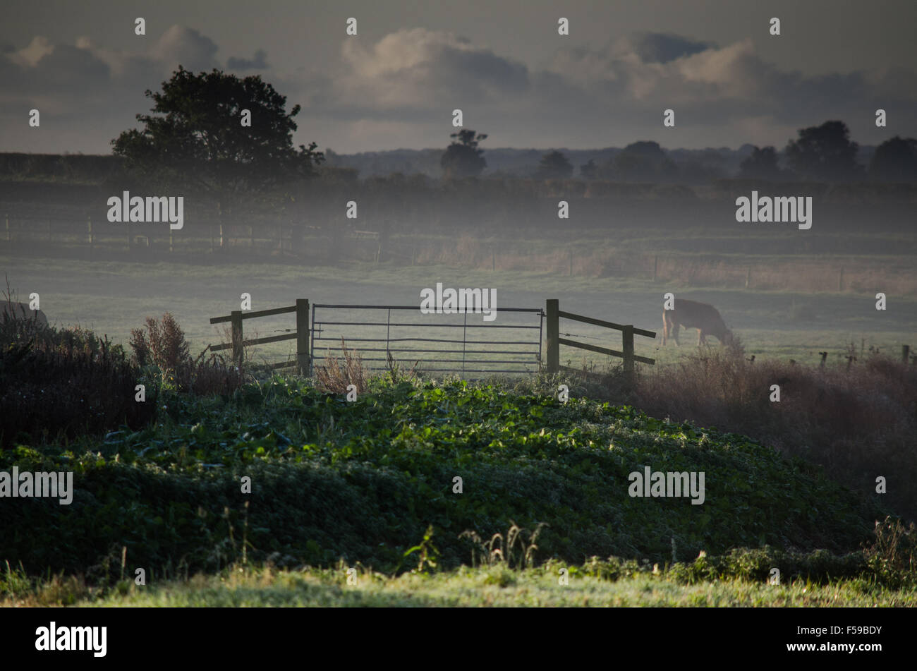 Gate mist hi-res stock photography and images - Alamy