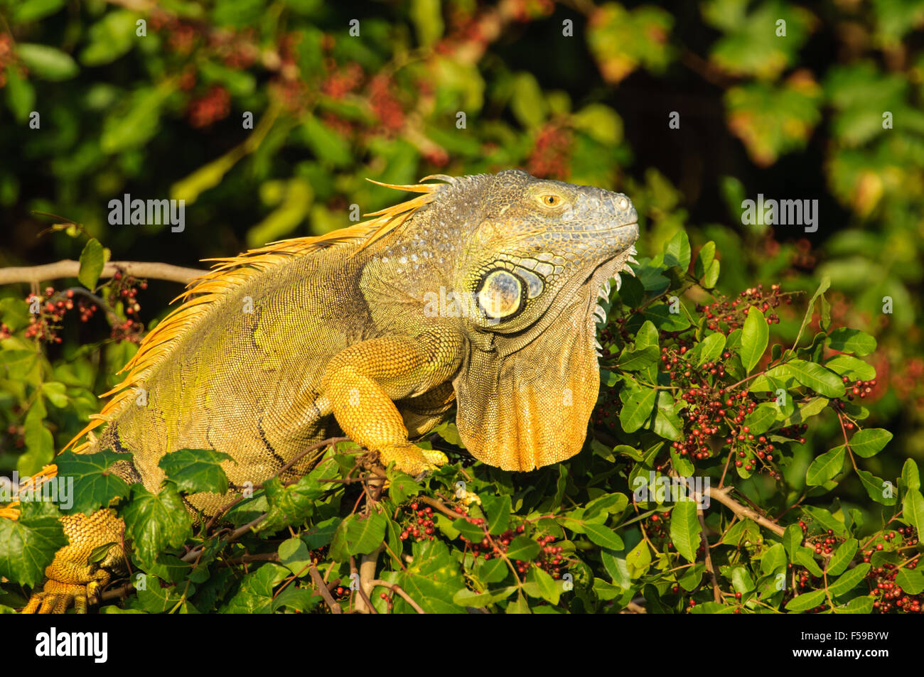 Green Iguana (Iguana iguana) in tree, Arthur C Marshall Wildlife ...