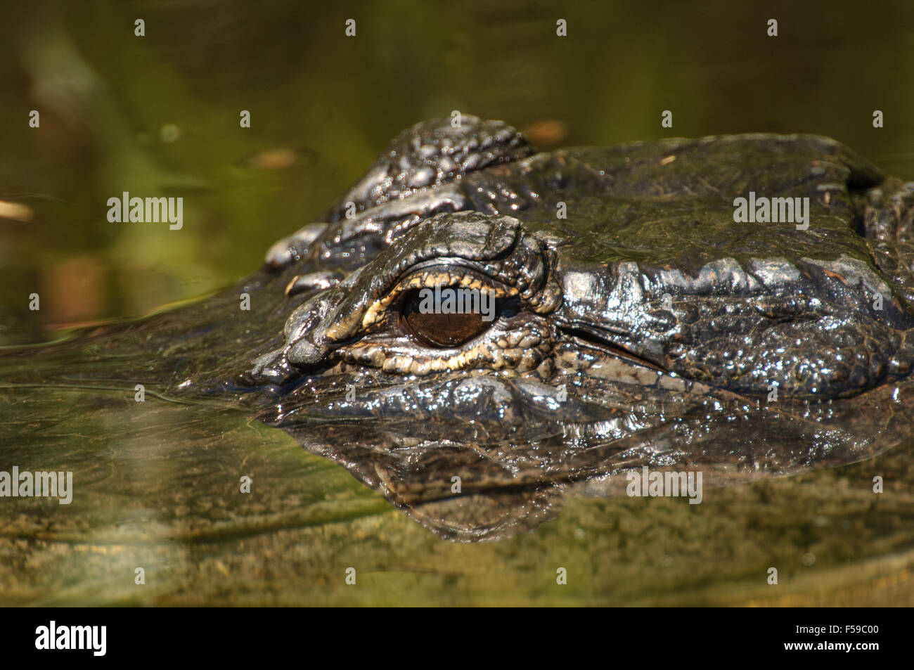 American alligator eye hi-res stock photography and images - Alamy