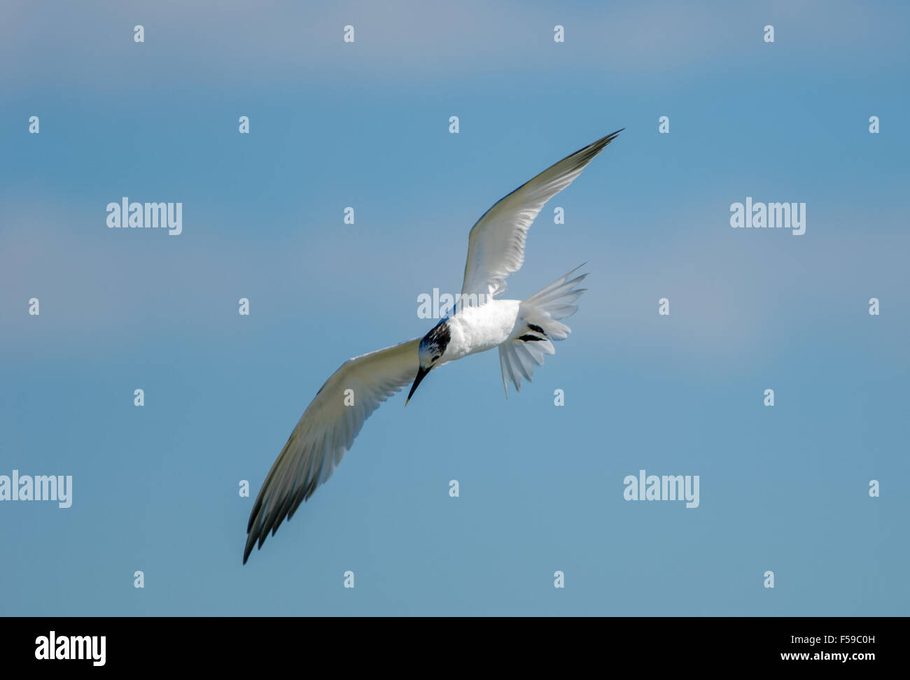 Sandwich Tern, (Thalasseus sandvicensis) in flight, between Fort Myers ...