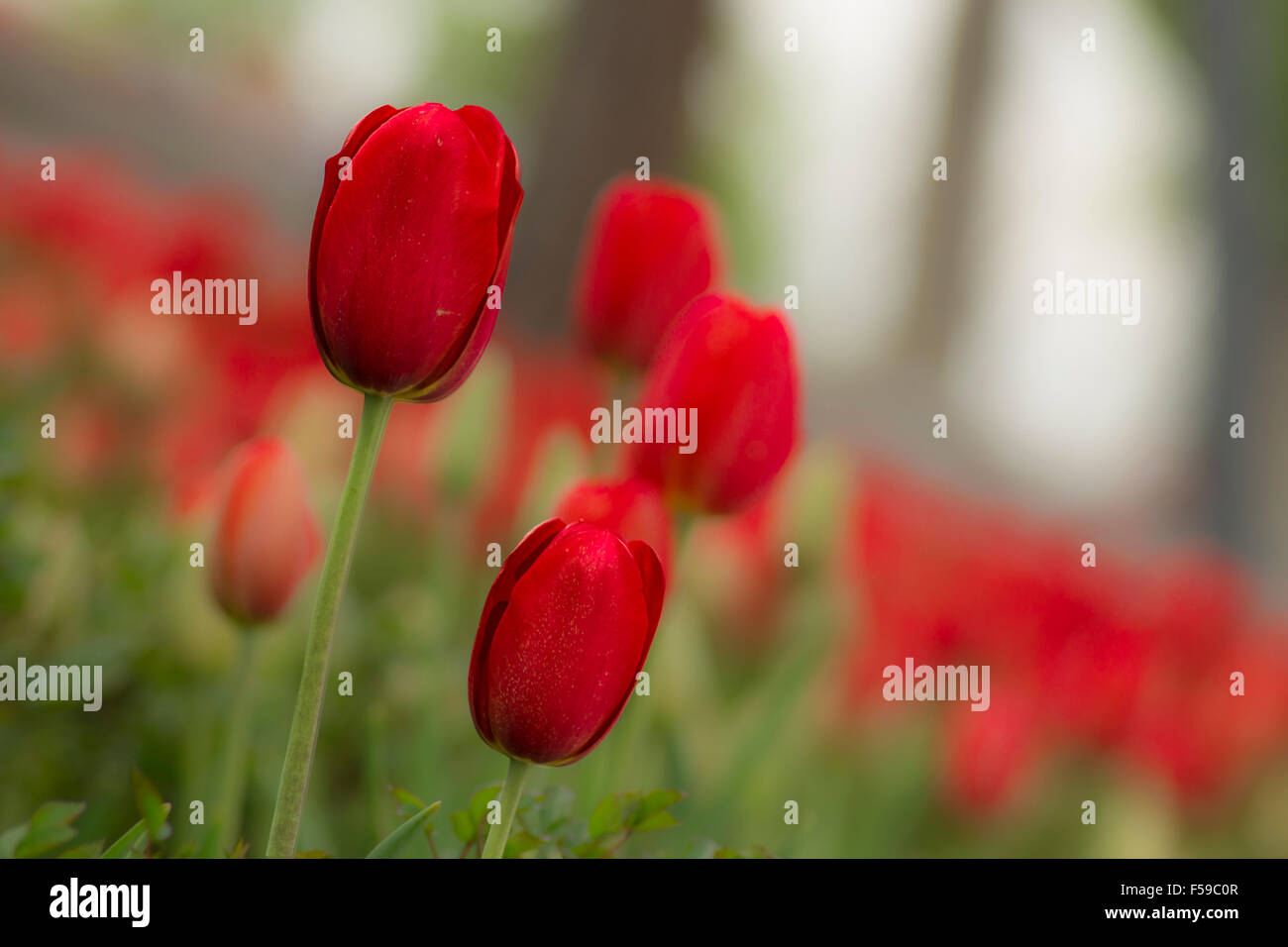 Large flowerbed yellow tulips hi-res stock photography and images - Alamy