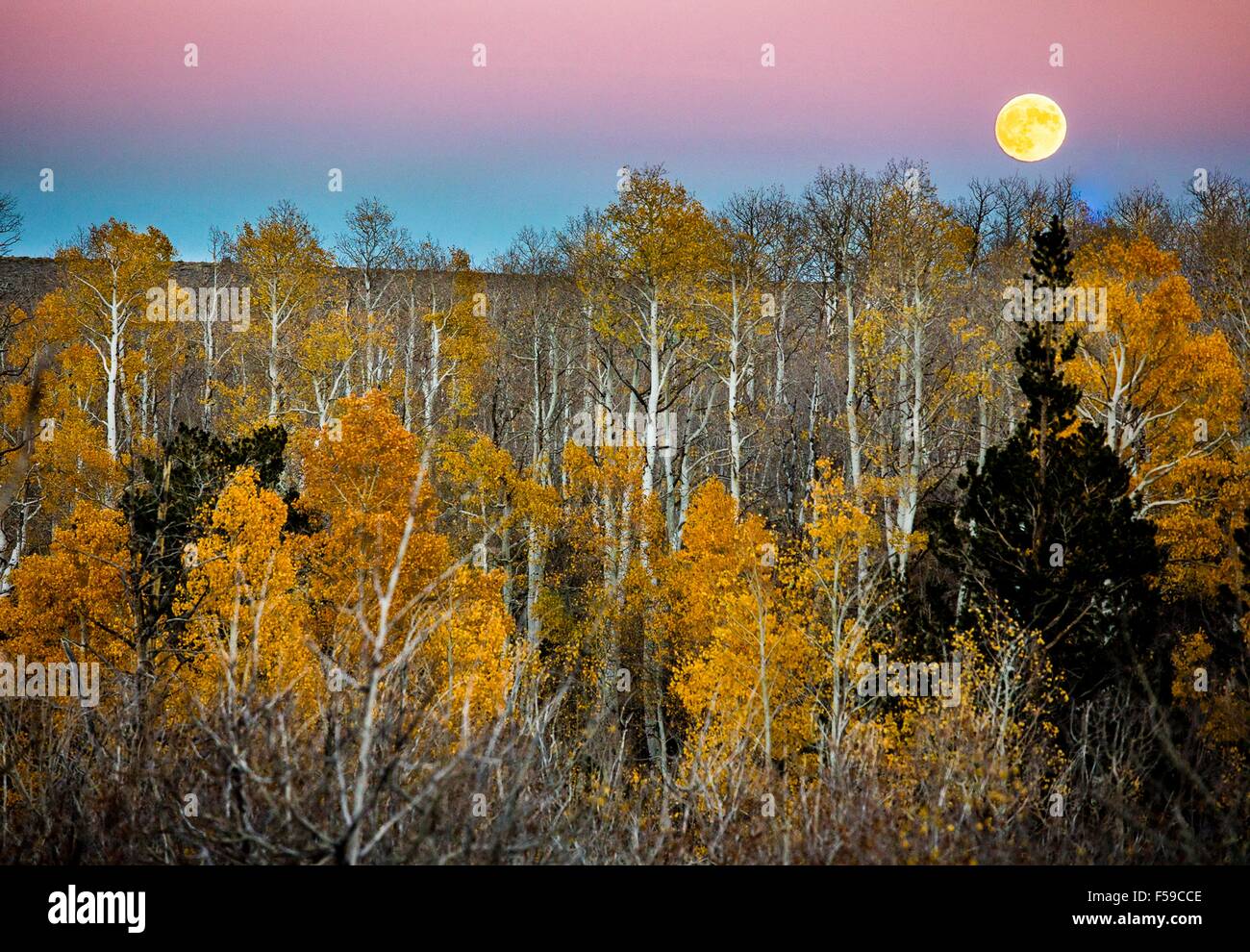 Moonrise over the autumn colors in the Conway Summit with the backdrop ...
