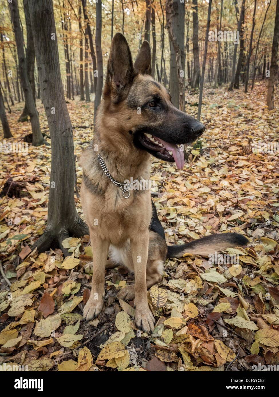 Happy German shepherd in the forest in fall time Stock Photo - Alamy