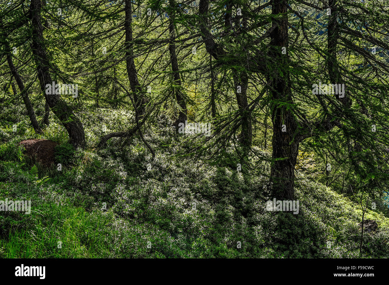 Italy Piedmont Alpe Devero Natural park, forest Stock Photo - Alamy