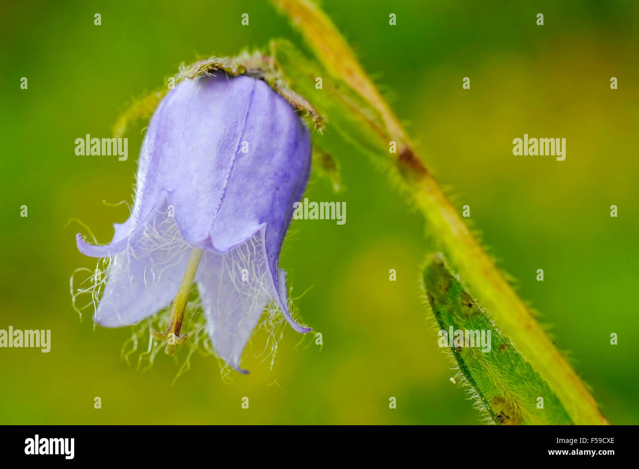 Italy Piedmont Alpe Devero natural park bellflower ( Campanula ...