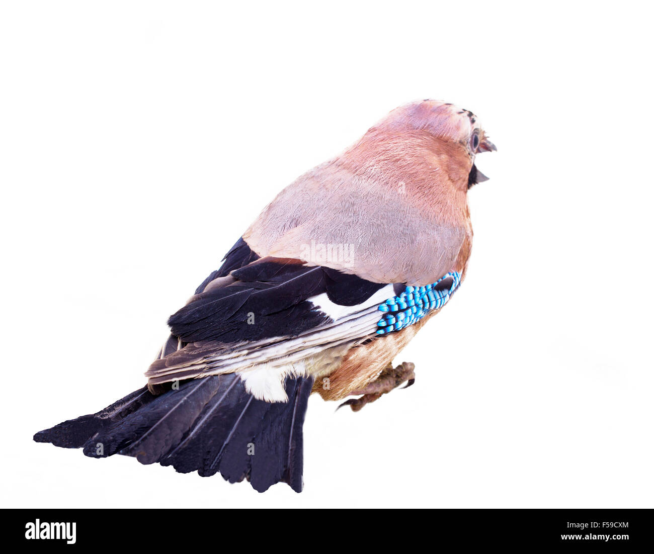 Jay white background Cut Out Stock Images & Pictures - Alamy