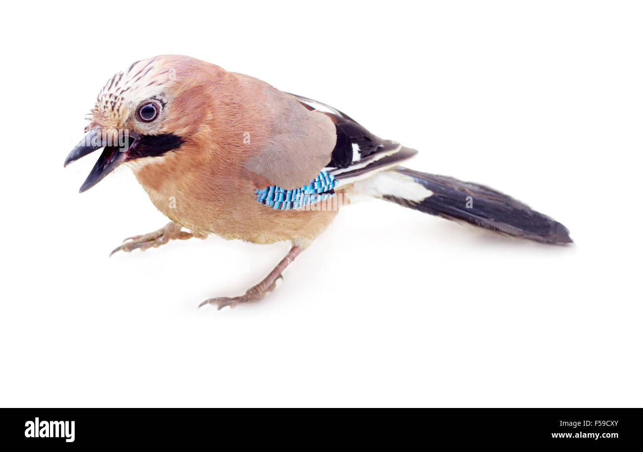 Jay white background Cut Out Stock Images & Pictures - Alamy