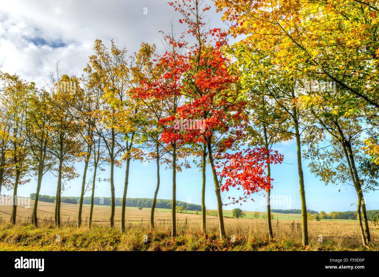 Row of trees lincolnshire wolds hi-res stock photography and images - Alamy