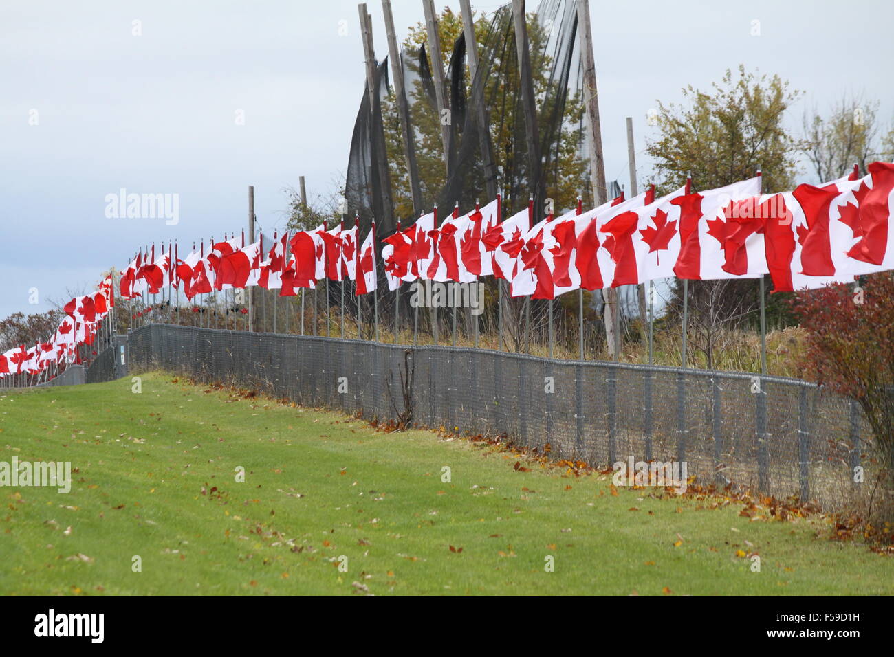 Row of Canadian flags, attached to fence posts, gently waving in a ...