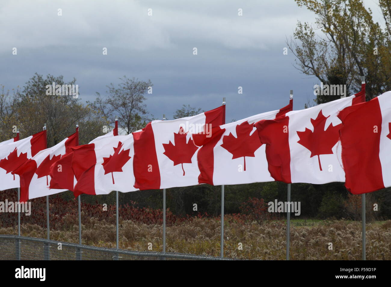 Row of Canadian flags, attached to fence posts, gently waving in a ...
