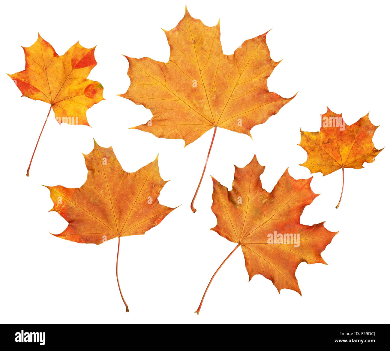 maple autumn leaves collection, object set isolated on white Stock ...