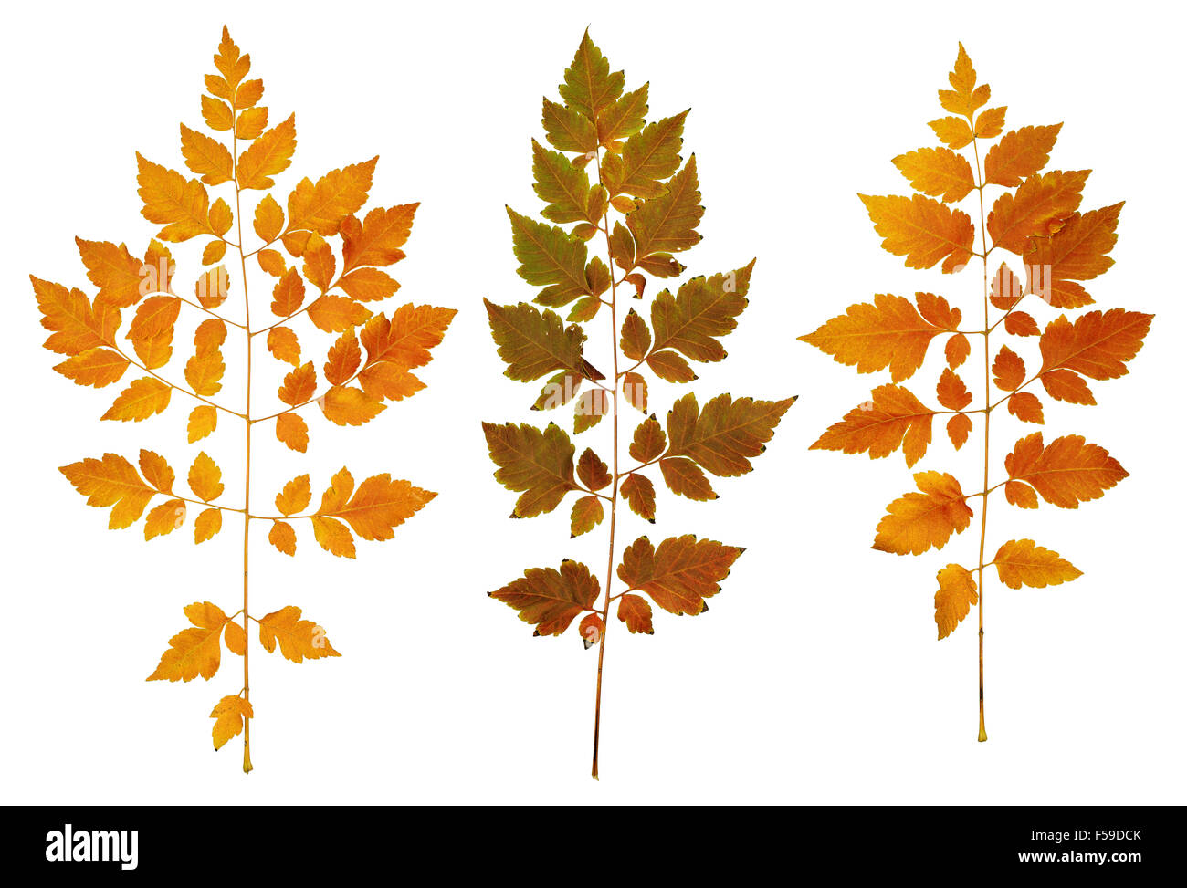 autumn leaves collection, object set isolated on white Stock Photo - Alamy