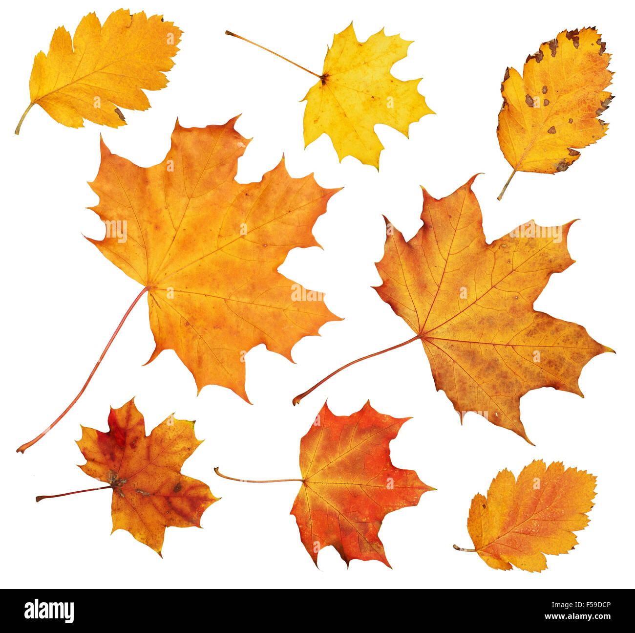 autumn maple leaves collection, object set isolated on white Stock ...