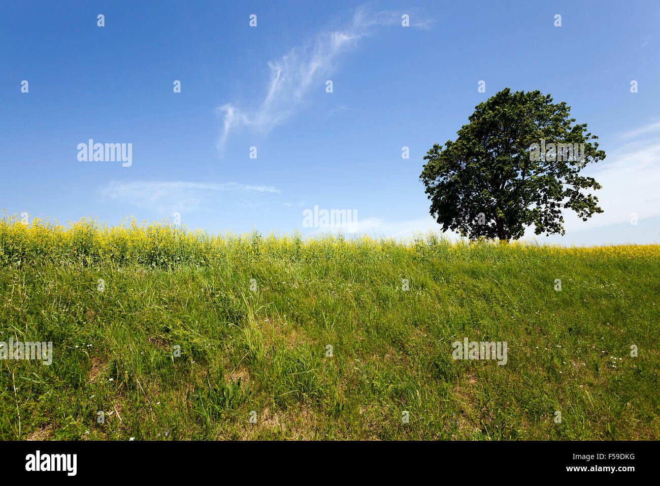 tree in the field Stock Photo - Alamy