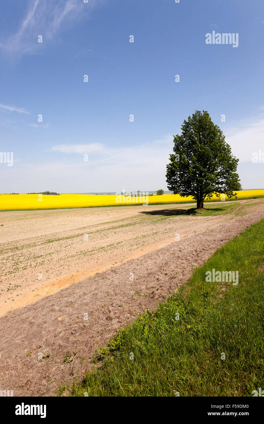 tree in the field Stock Photo - Alamy