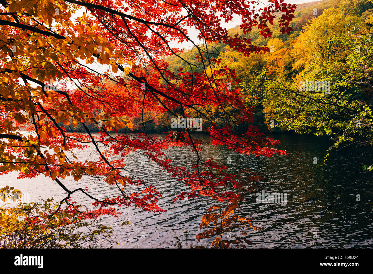Autumns yellow colors hi-res stock photography and images - Alamy