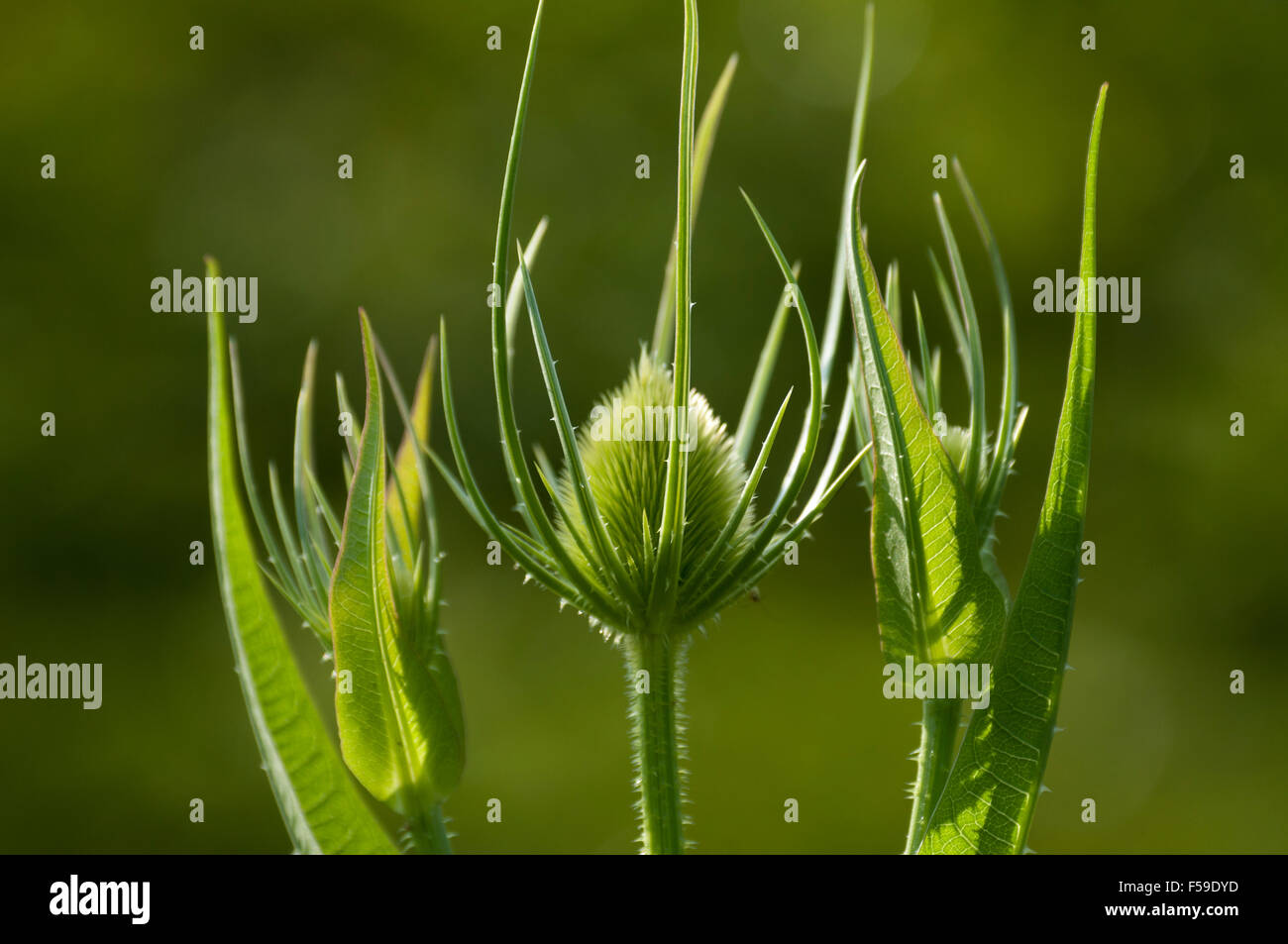 Dissacus hi-res stock photography and images - Alamy