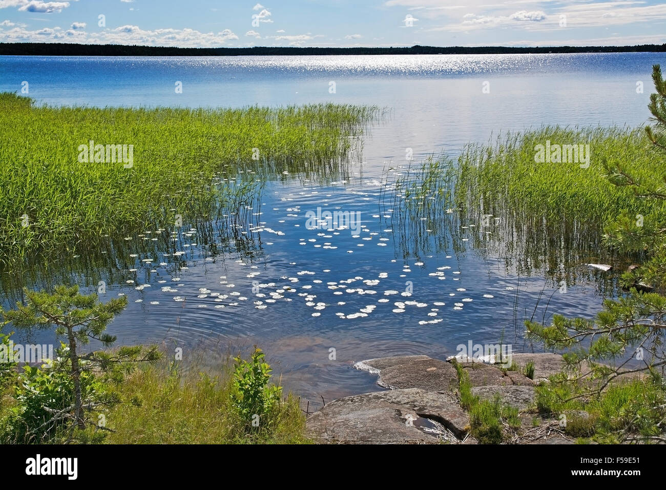 Water surface with waterlily leaves in small lake inlet on a sunny ...