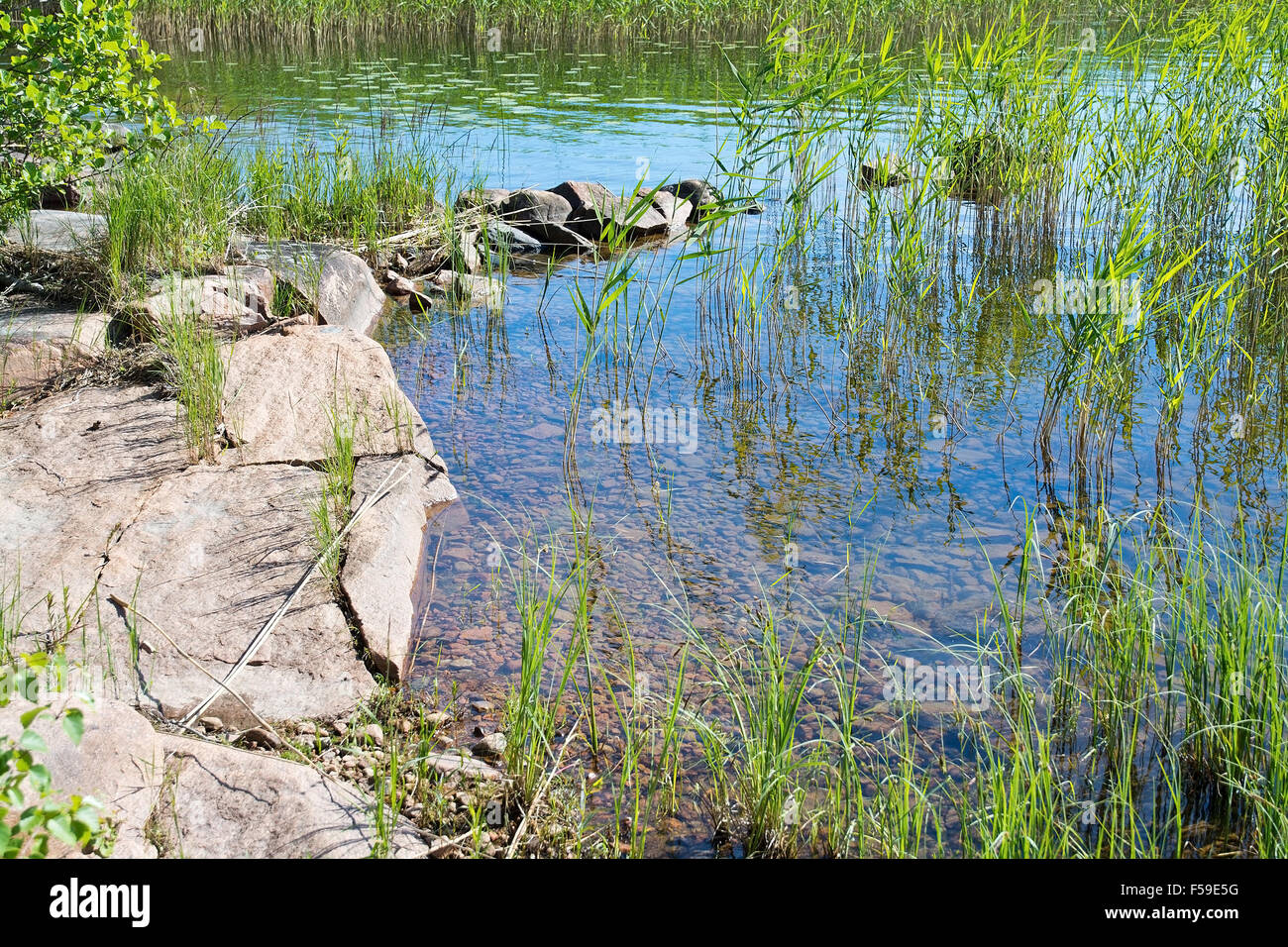 Lake edge with red granite rocks and aquatic grass in a sunny summer ...