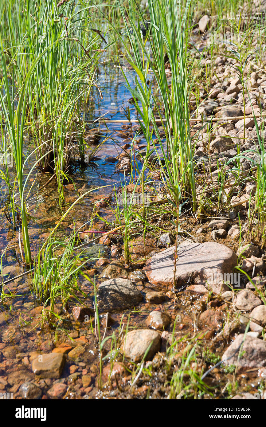Lake edge with red granite rocks and aquatic grass in a sunny summer ...