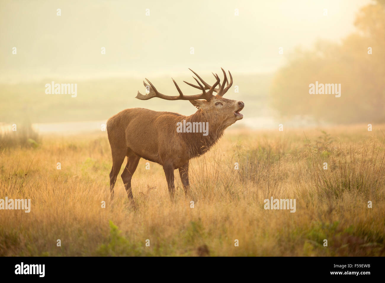 Red Deer Stag in the early morning mist Stock Photo - Alamy