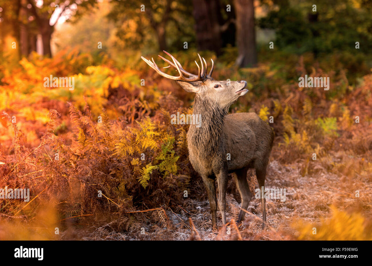 Red Deer Stag in the early morning mist Stock Photo - Alamy