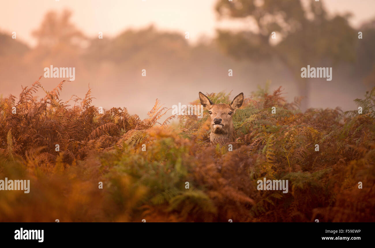 Deer in the mist Stock Photo - Alamy