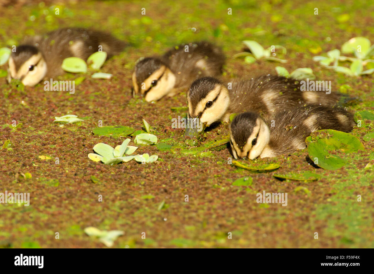 Four young ducks hi-res stock photography and images - Alamy