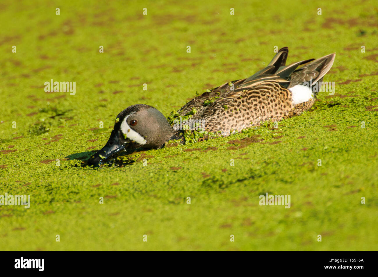 Blue winged Teal (Anas discors) Green Cay Nature Reserve, Florida Stock ...