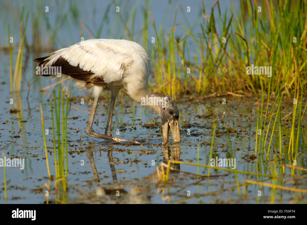 Arthur j marshall national wildlife reserve hi-res stock photography ...