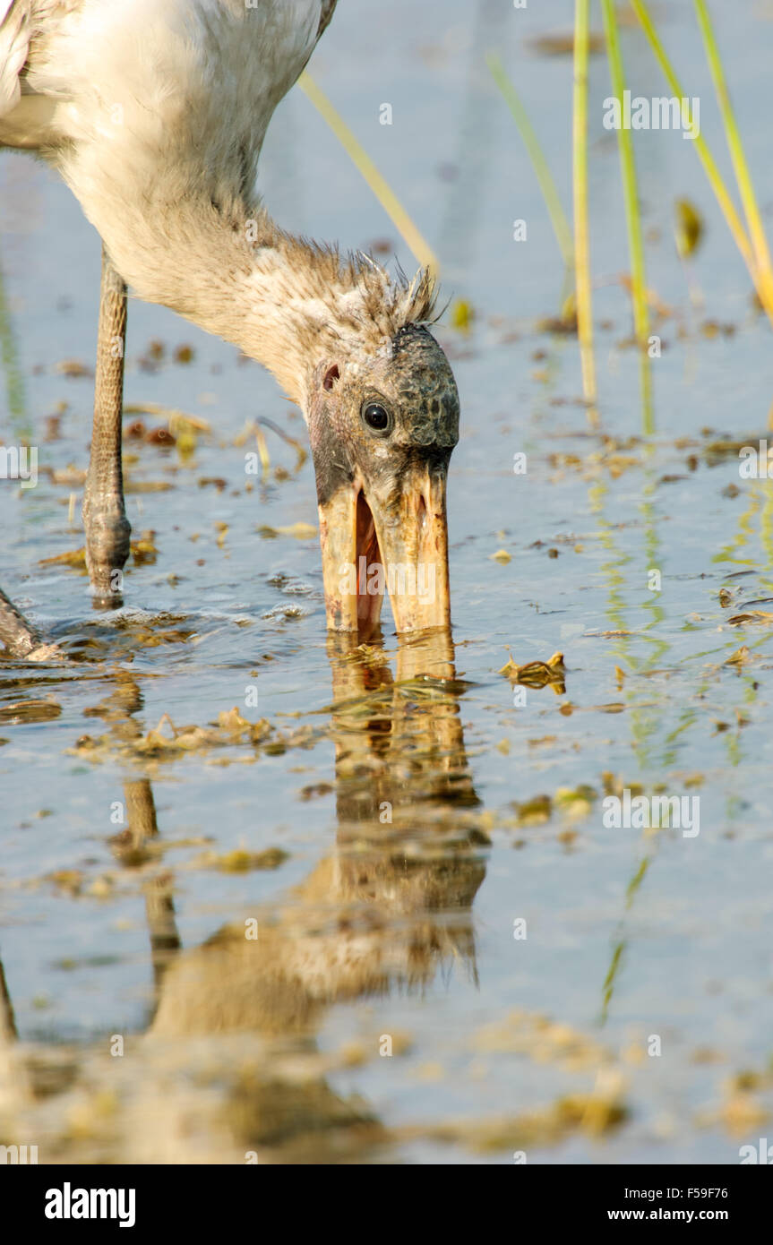 Arthur j marshall national wildlife reserve hi-res stock photography ...